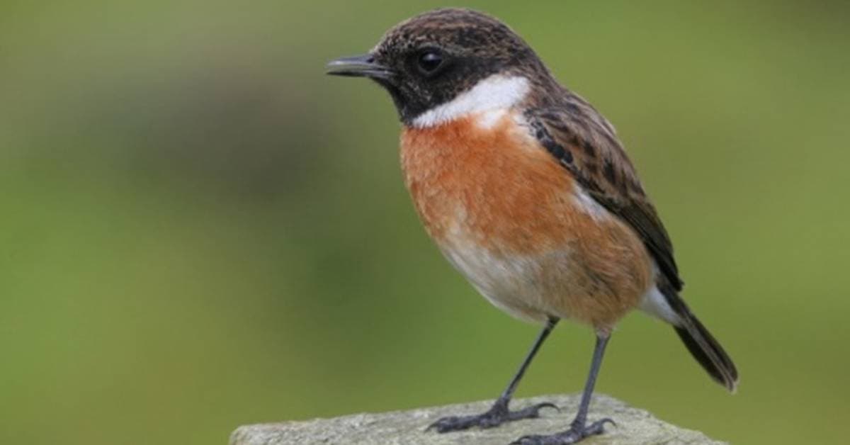 Learn about nature at re-wilding bio blitz | totnes-today.co.uk