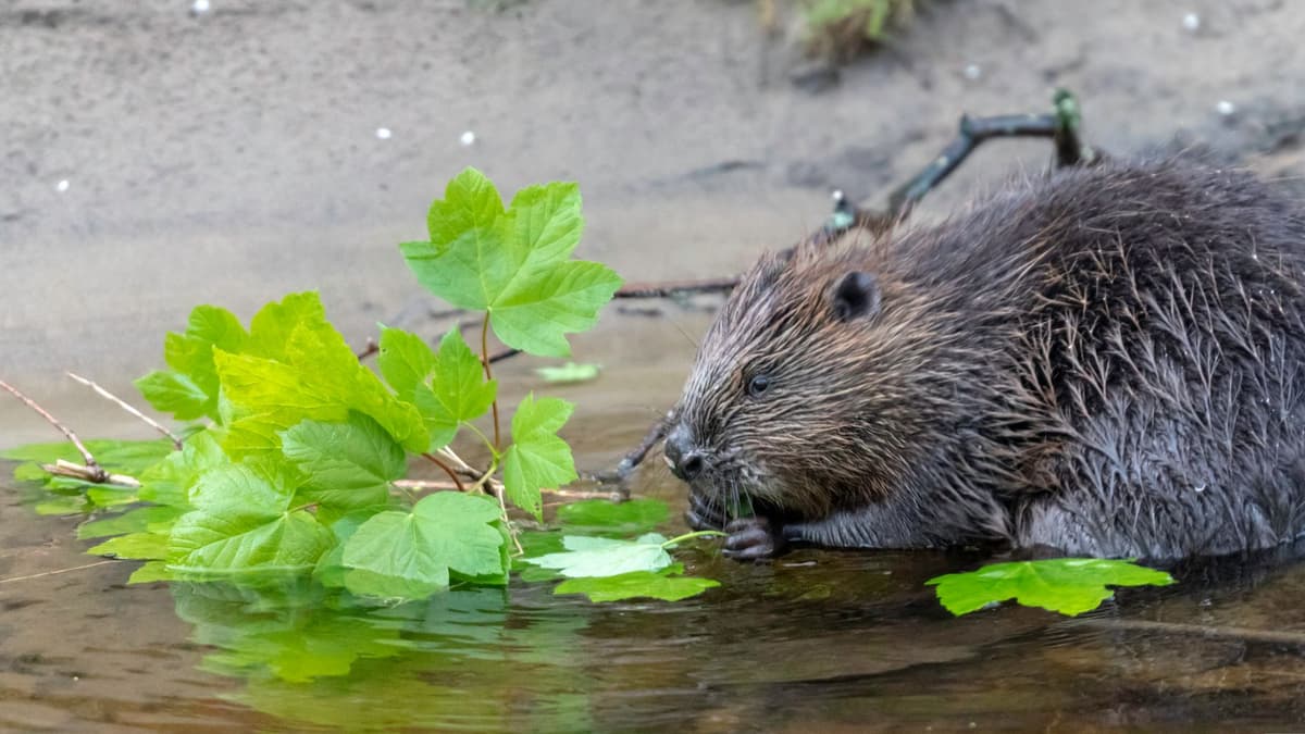 Caroline Snow | Milestone for nature recovery – beavers are back in the ...