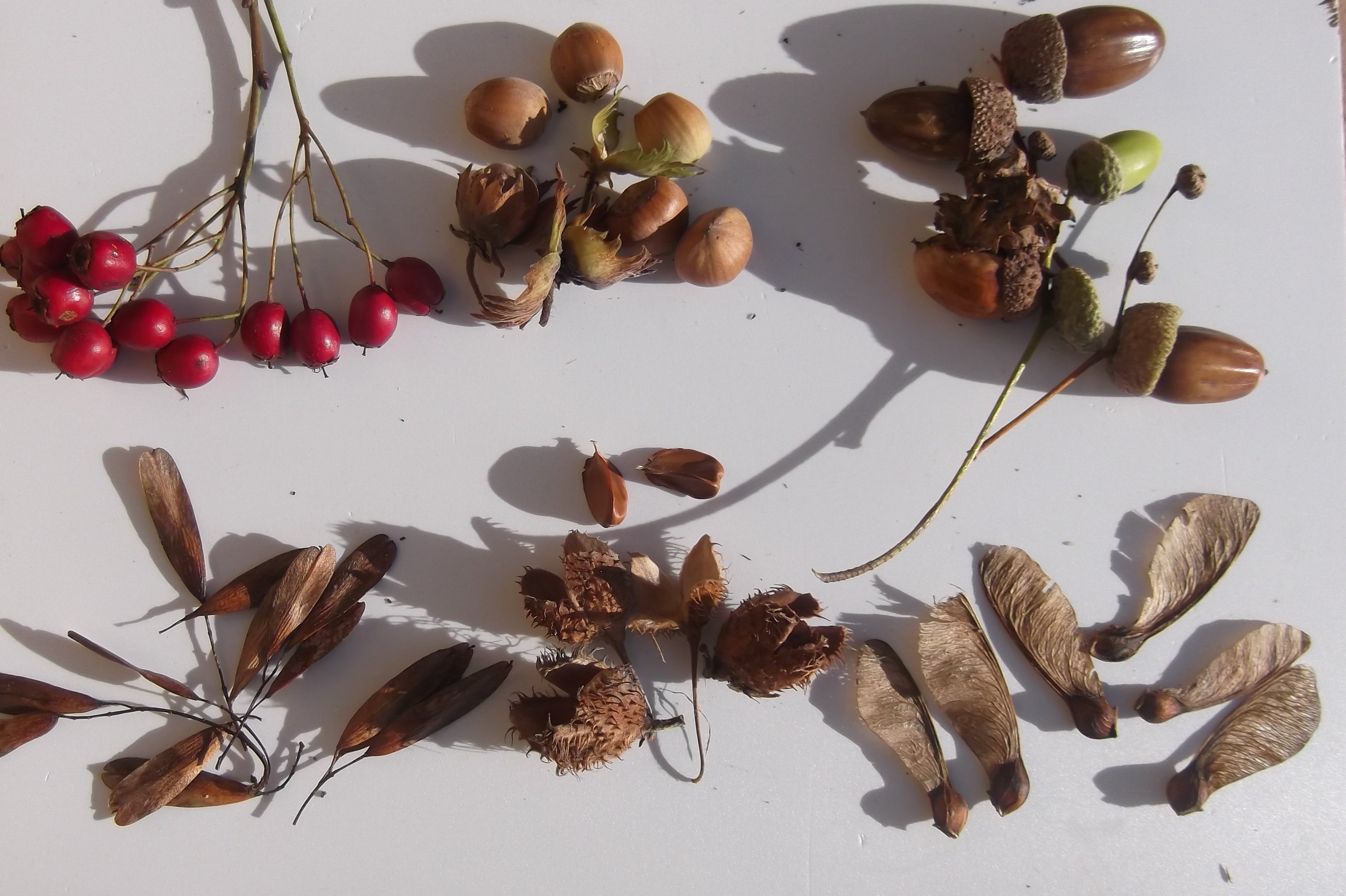 Autumn leaf challenges: Can you name the trees and their fruits ...