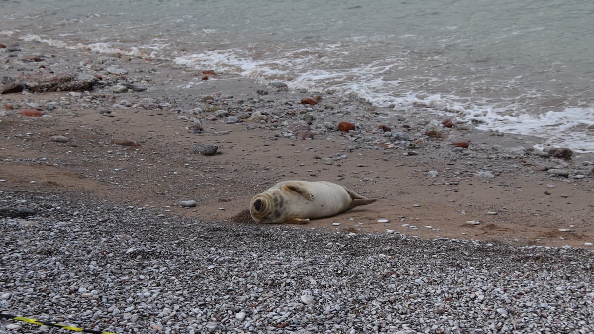 Wildlife experts urge public to avoid grey seal on South Devon beaches ...